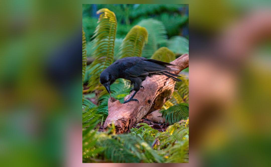 img_1744537465504_904.jpg?