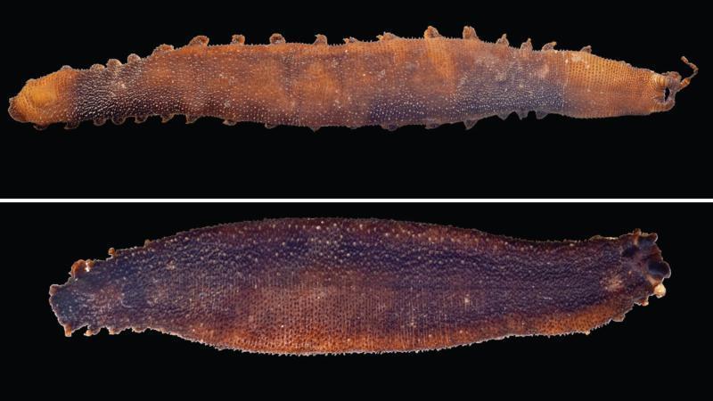 img_1744707687185_72.jpg?