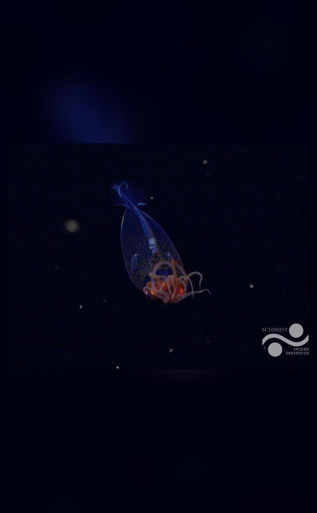 Live colossal squid filmed for the first time ever | Hatke News | Inshorts