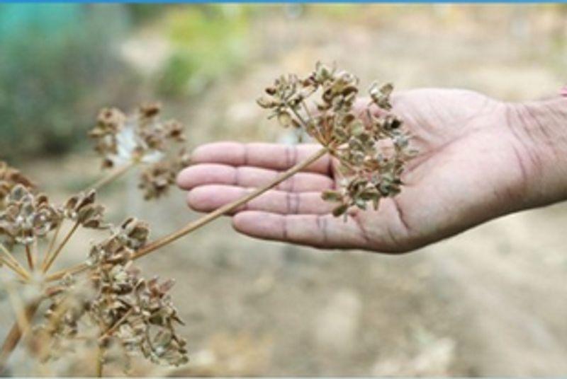 Experiments to cultivate heeng in India bear fruit | Hatke News | Inshorts