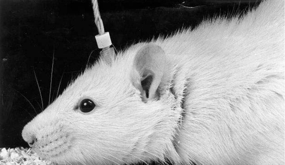 img_1749993525733_950.jpg?