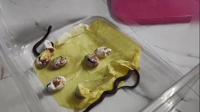 Kerala snake rescuer hatches python eggs in rare wildlife effort ...