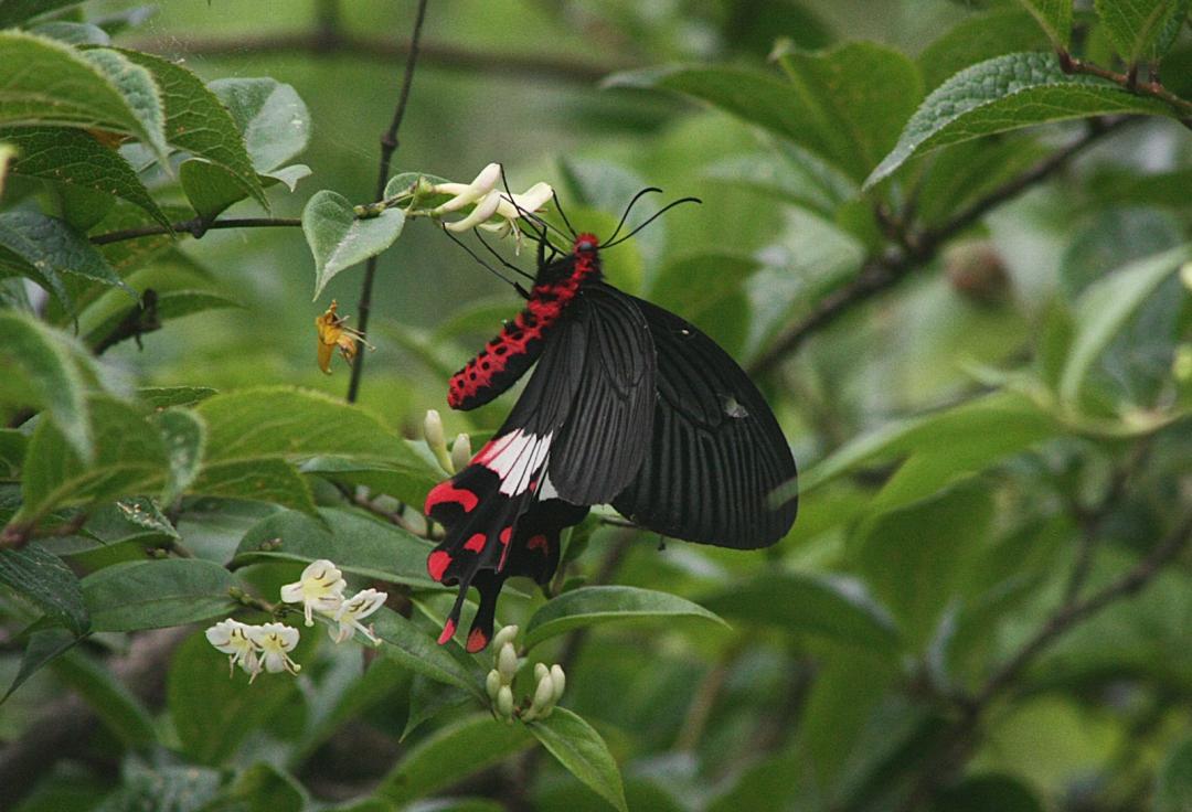 img_1750840826776_255.jpg?