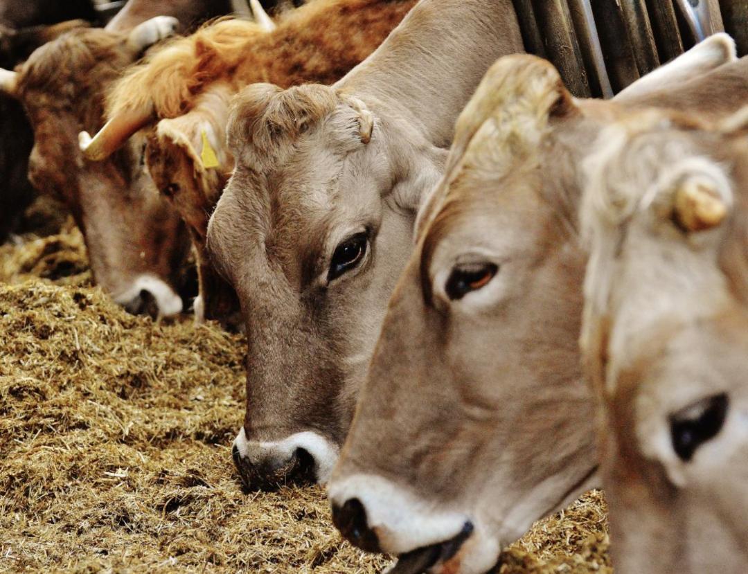 img_1752655167845_549.jpg?