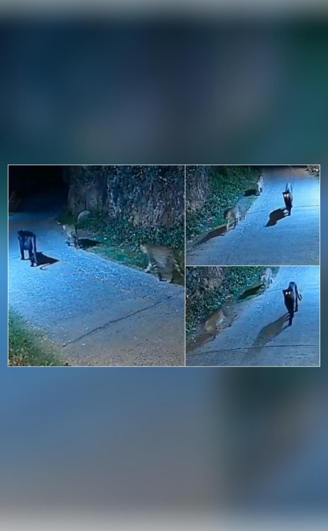 img_1752924861428_143.jpg?