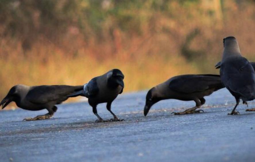 img_1753093404202_245.jpg?