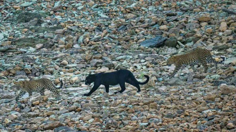 What is a melanistic leopard, and where can you spot it in India ...