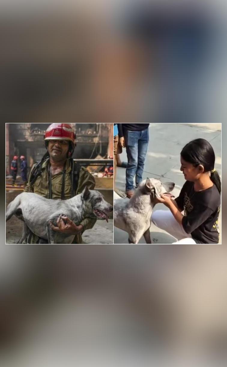 Delhi firefighter saves dog from massive fire, reunites with owner ...