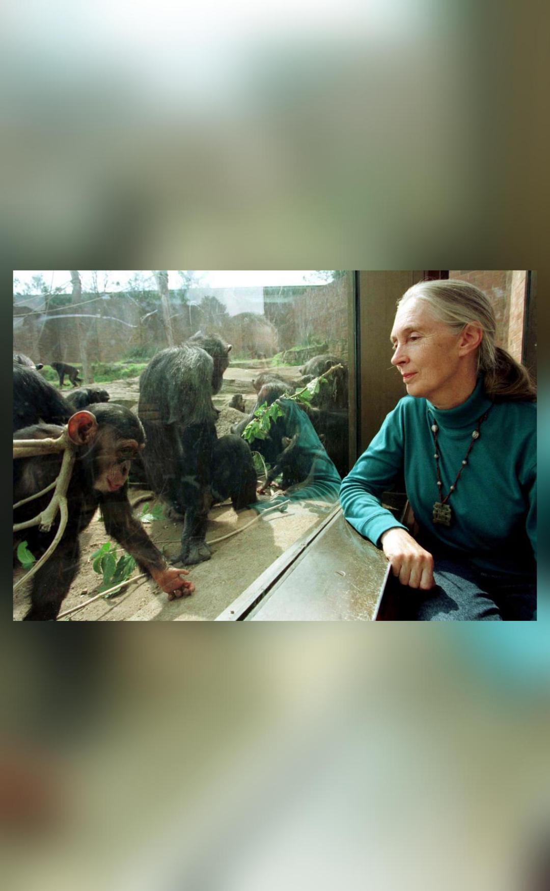 Wildlife advocate & primate expert Jane Goodall passes away at 91 ...