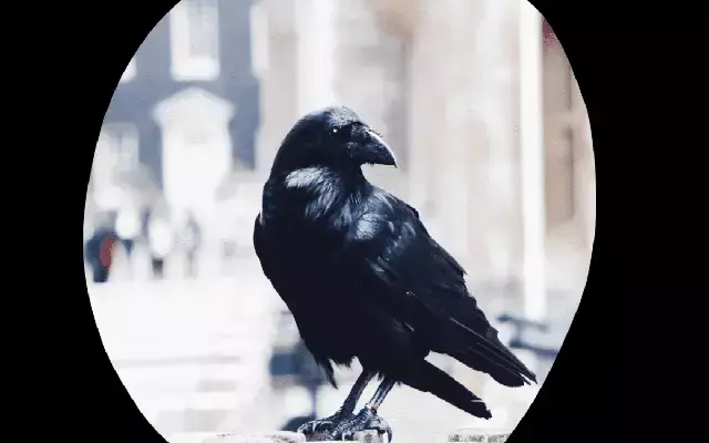 Firefighters step up to rescue helpless crow | National News | Inshorts