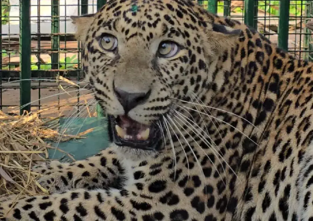 img_1717168930742_330.webp?