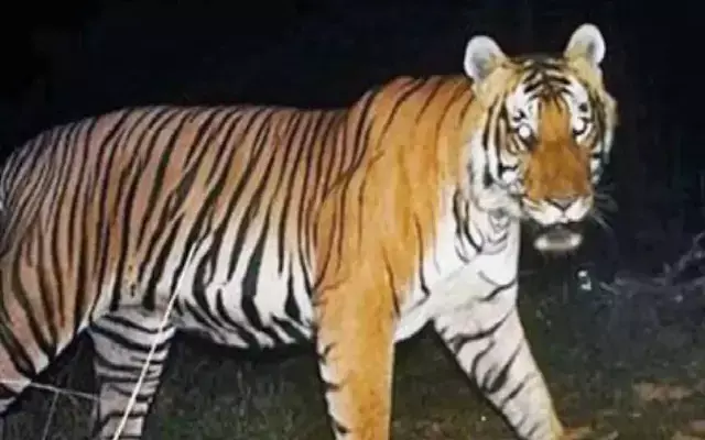 img_1729158168476_29.webp?