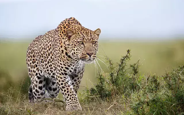 Leopard caught on CCTV trying to attack dogs in Karnataka | National ...
