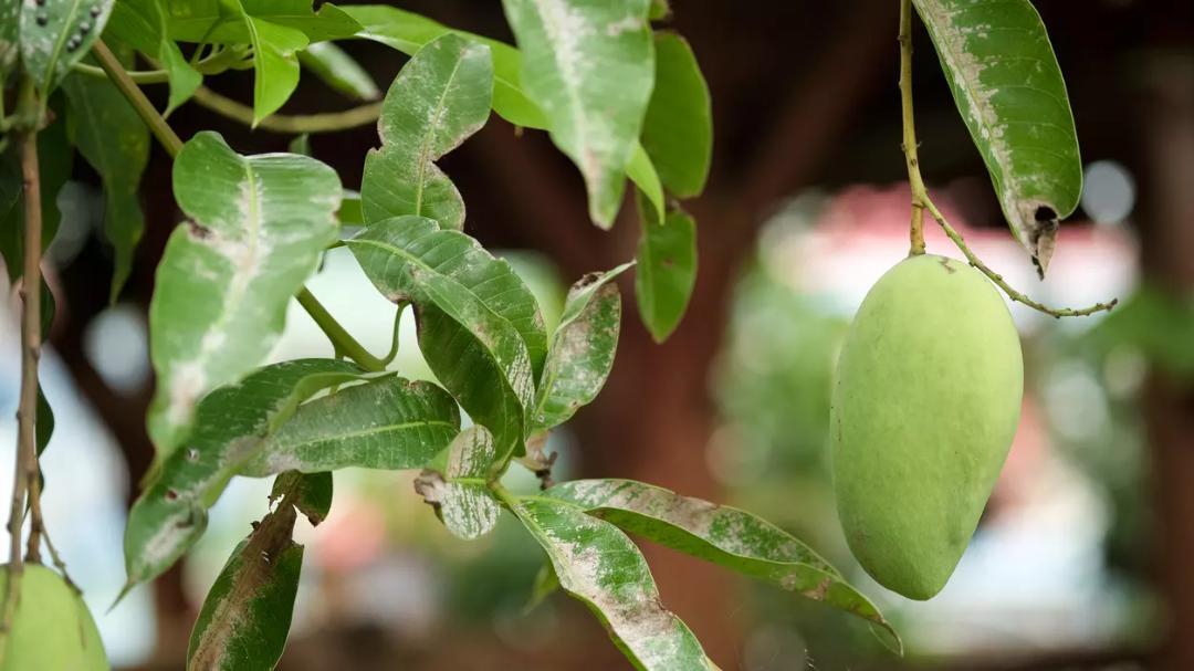 Drought, heat, mildew attacks play havoc on mango production | Business ...